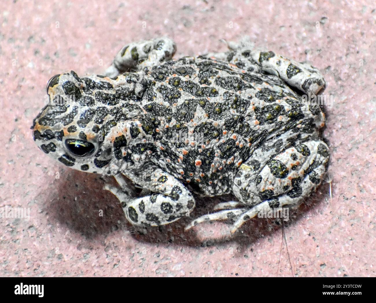 Balearic Green Toad (Bufotes viridis balearicus) Amphibia Stock Photo ...