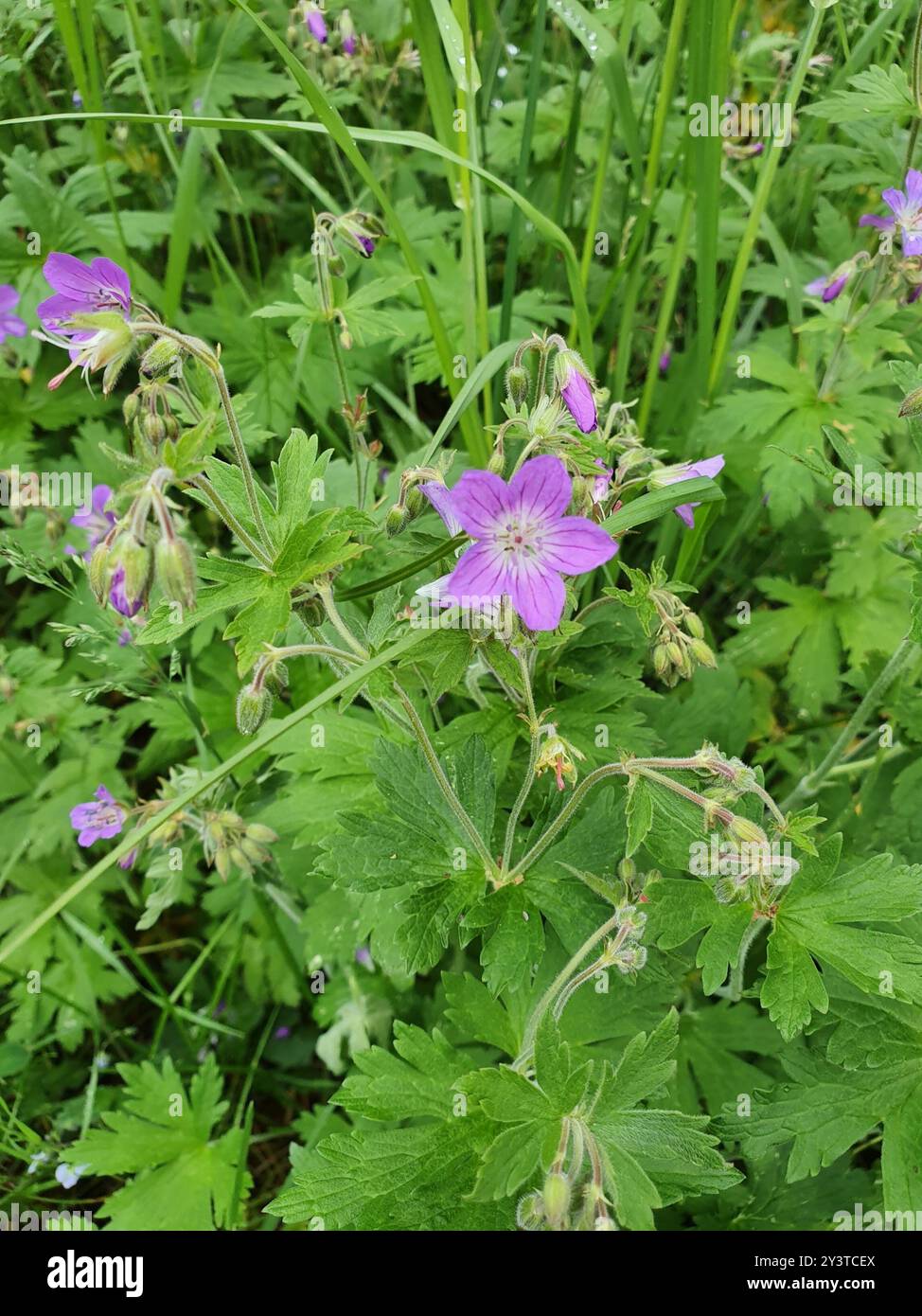 wood crane's-bill (Geranium sylvaticum) Plantae Stock Photo - Alamy