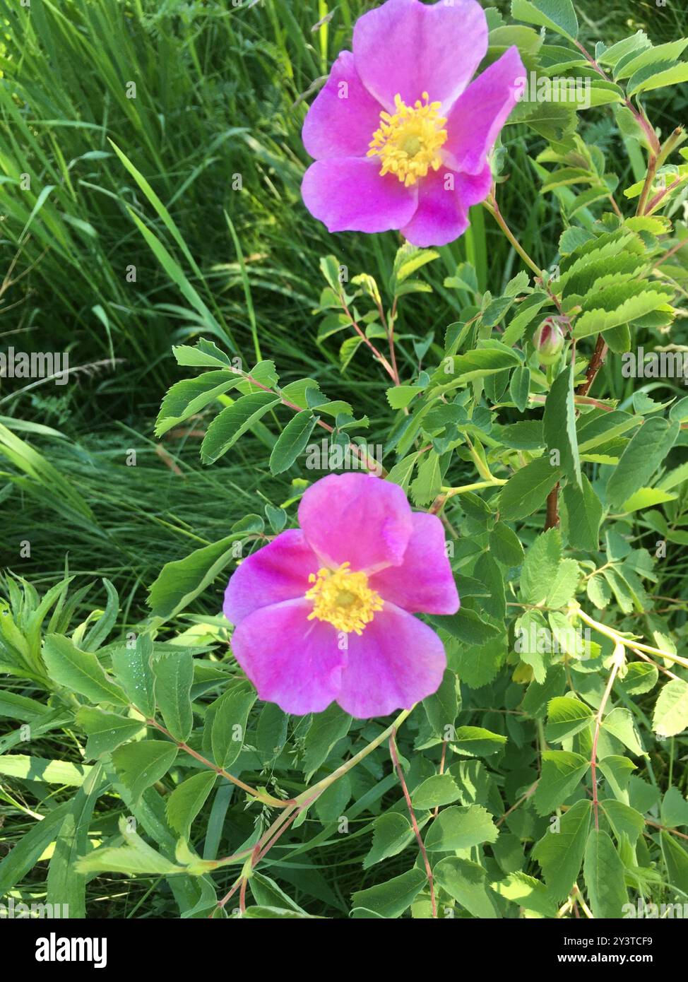 smooth rose (Rosa blanda) Plantae Stock Photo - Alamy