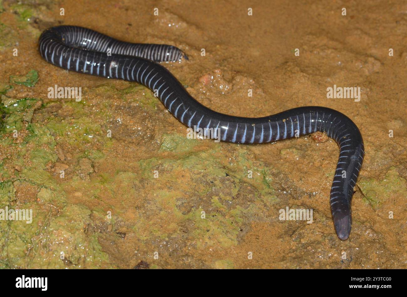 Gaboon Caecilian (Geotrypetes seraphini) Amphibia Stock Photo - Alamy