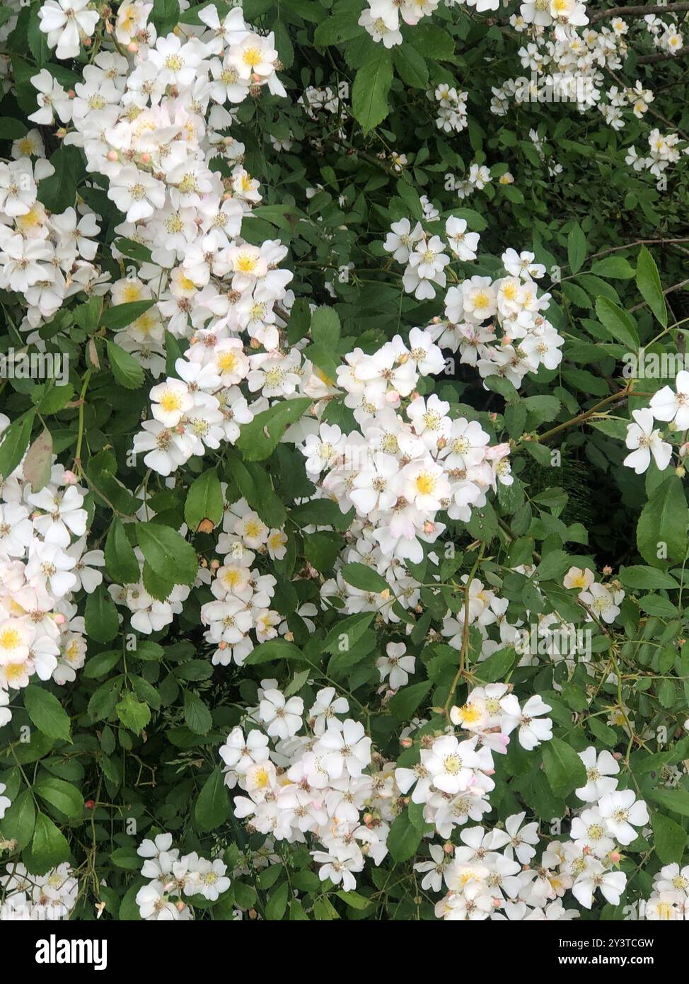 multiflora rose (Rosa multiflora) Plantae Stock Photo - Alamy