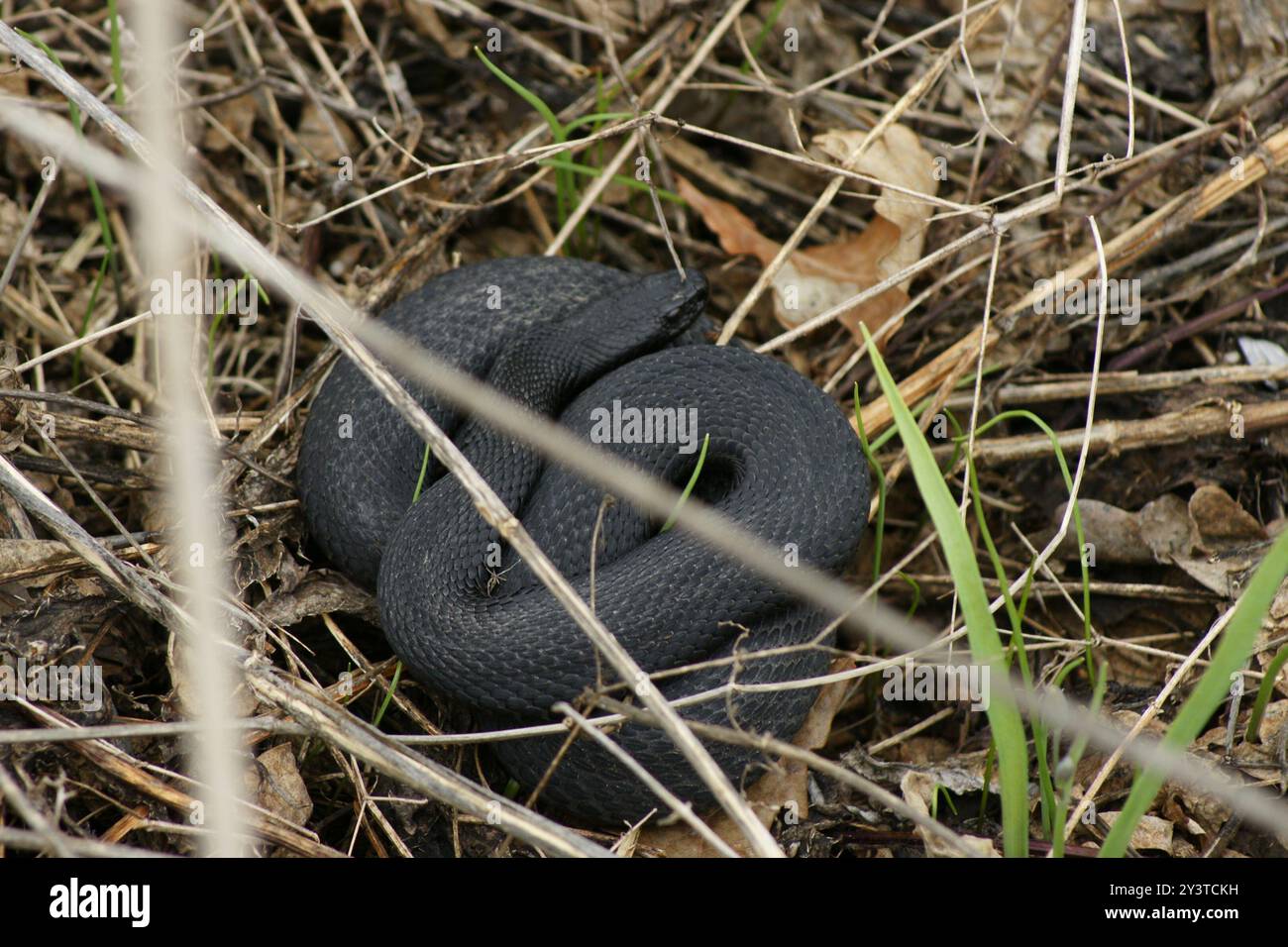 Nikolsky's Viper (Vipera nikolskii) Reptilia Stock Photo - Alamy