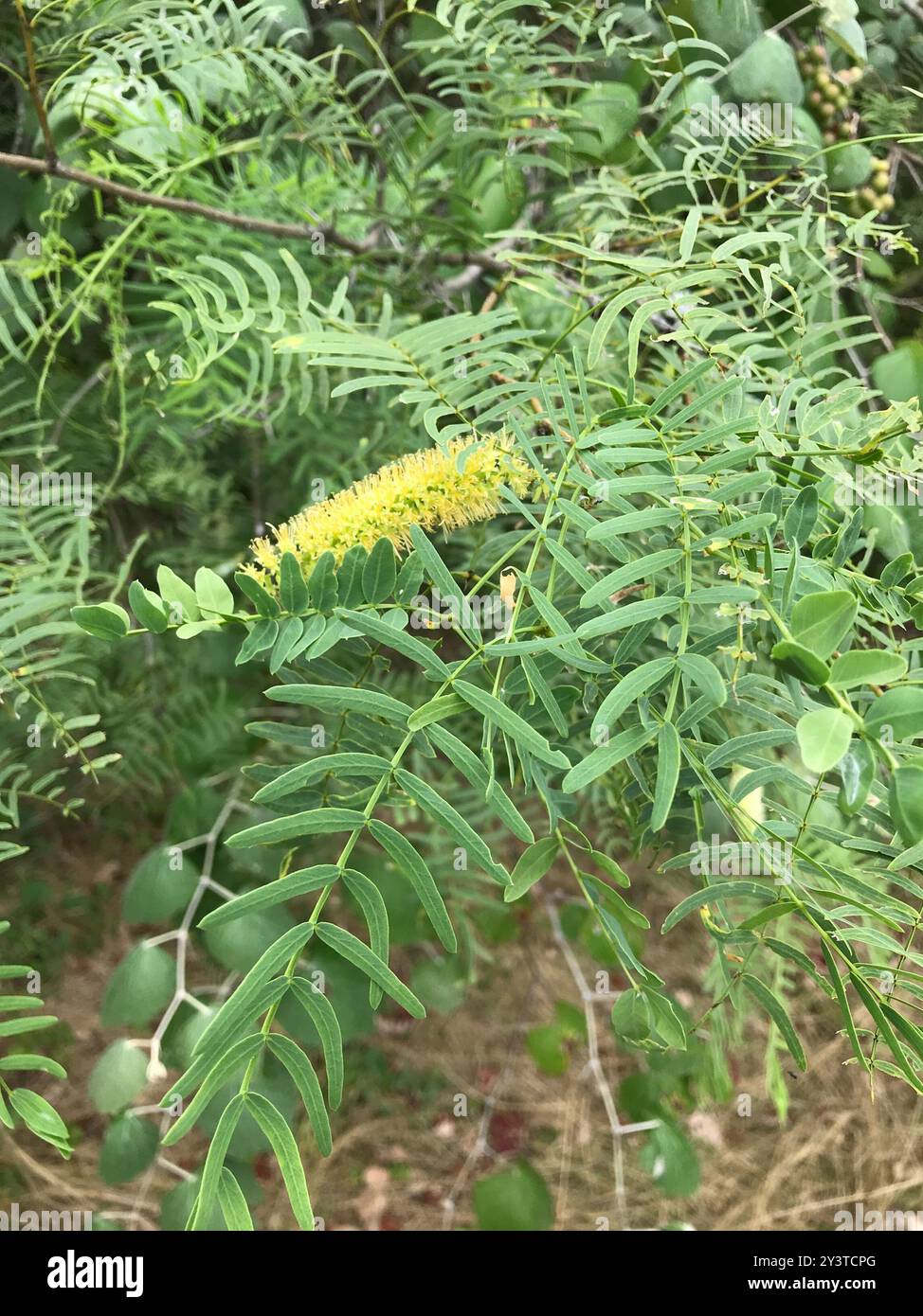 honey mesquite (Neltuma glandulosa) Plantae Stock Photo - Alamy