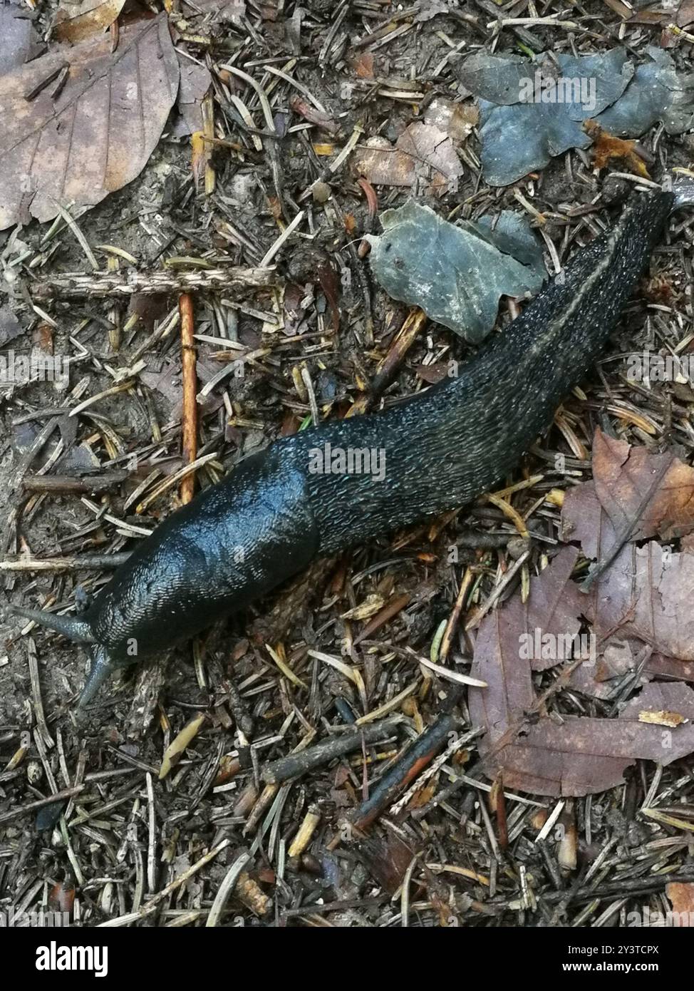 Ash-black Slug (Limax cinereoniger) Mollusca Stock Photo - Alamy