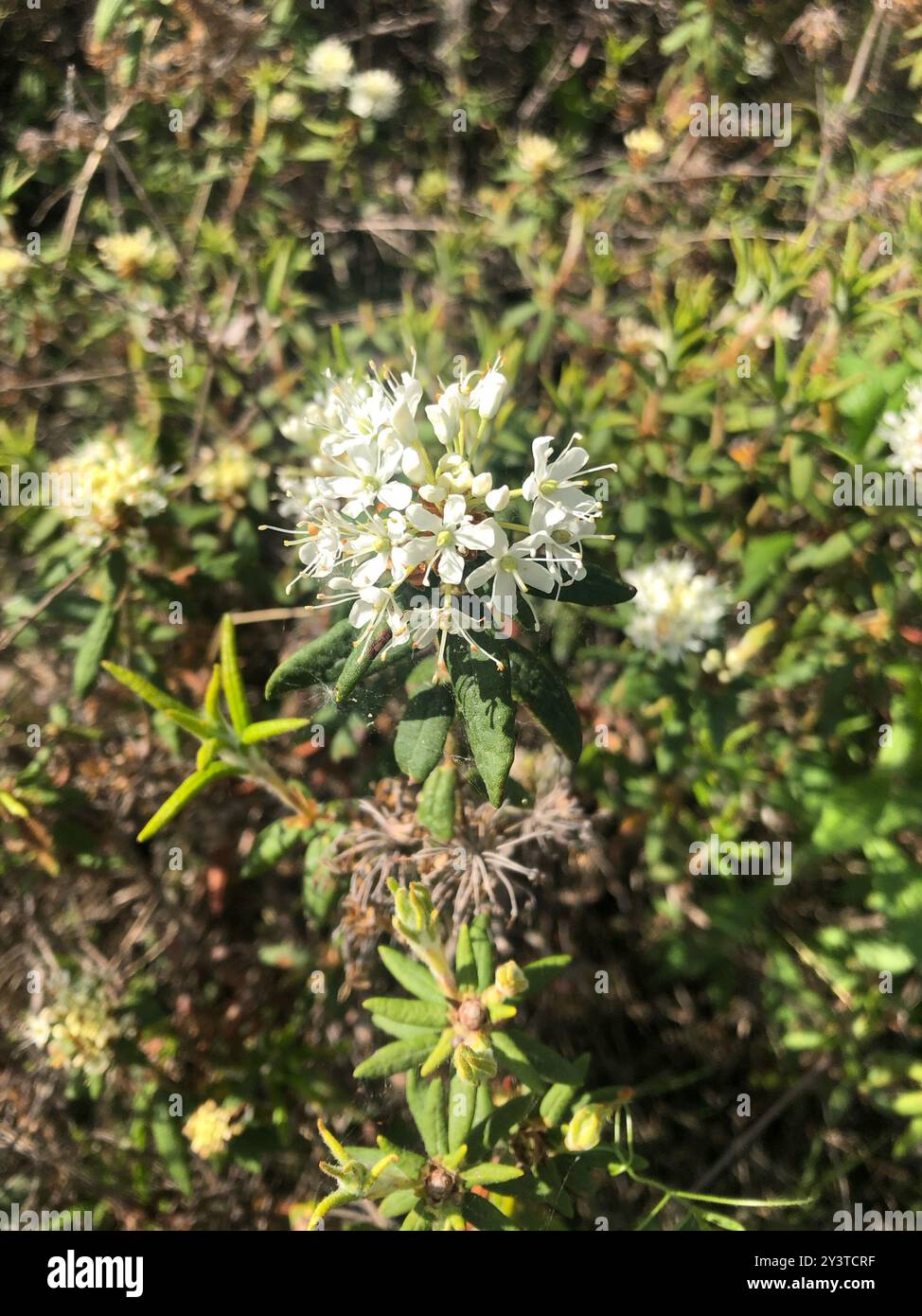 Bog Labrador Tea (Rhododendron groenlandicum) Plantae Stock Photo - Alamy