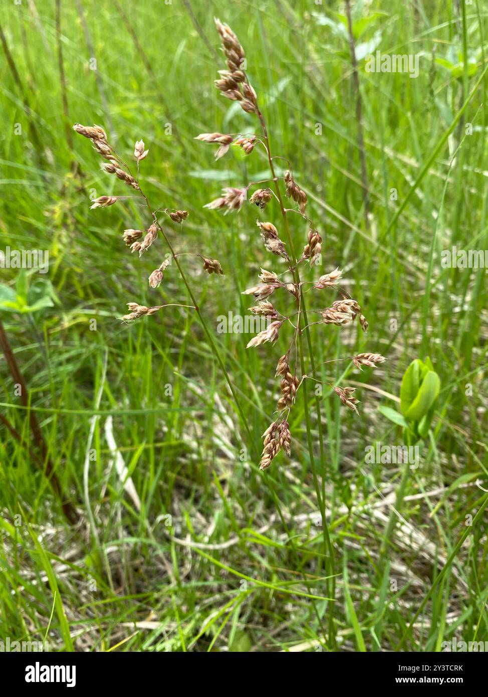 northern sweetgrass (Anthoxanthum hirtum) Plantae Stock Photo - Alamy