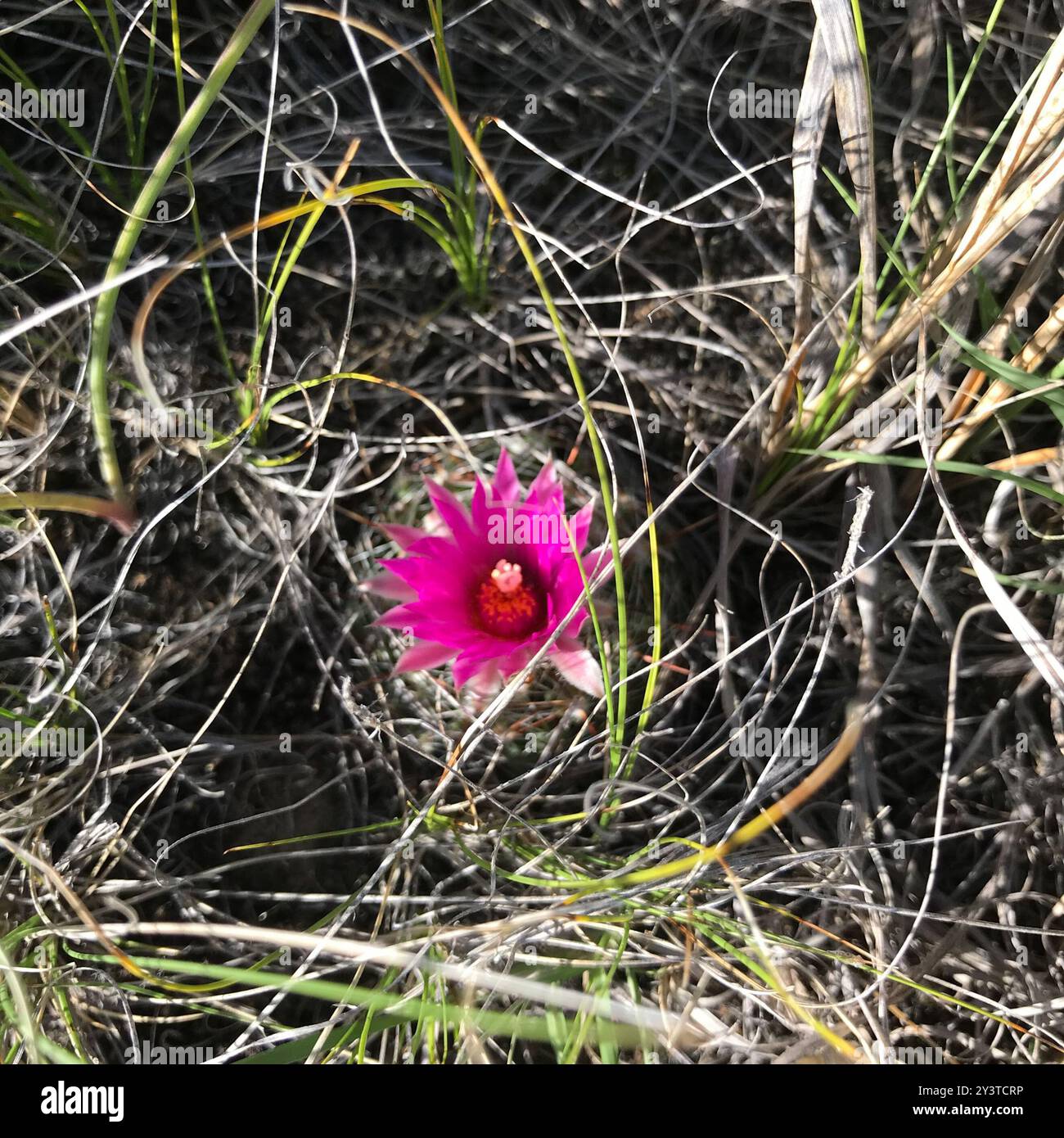 Spinystar (Escobaria vivipara) Plantae Stock Photo - Alamy