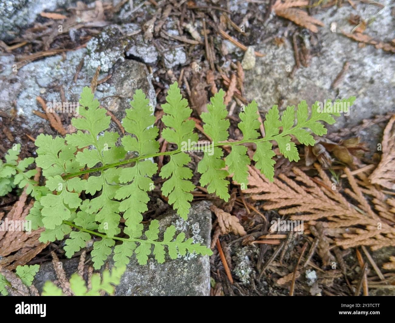 brittle bladderfern (Cystopteris fragilis) Plantae Stock Photo - Alamy