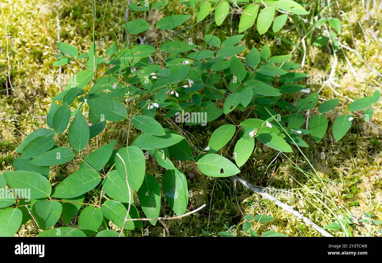 spreading dogbane (Apocynum androsaemifolium) Plantae Stock Photo - Alamy