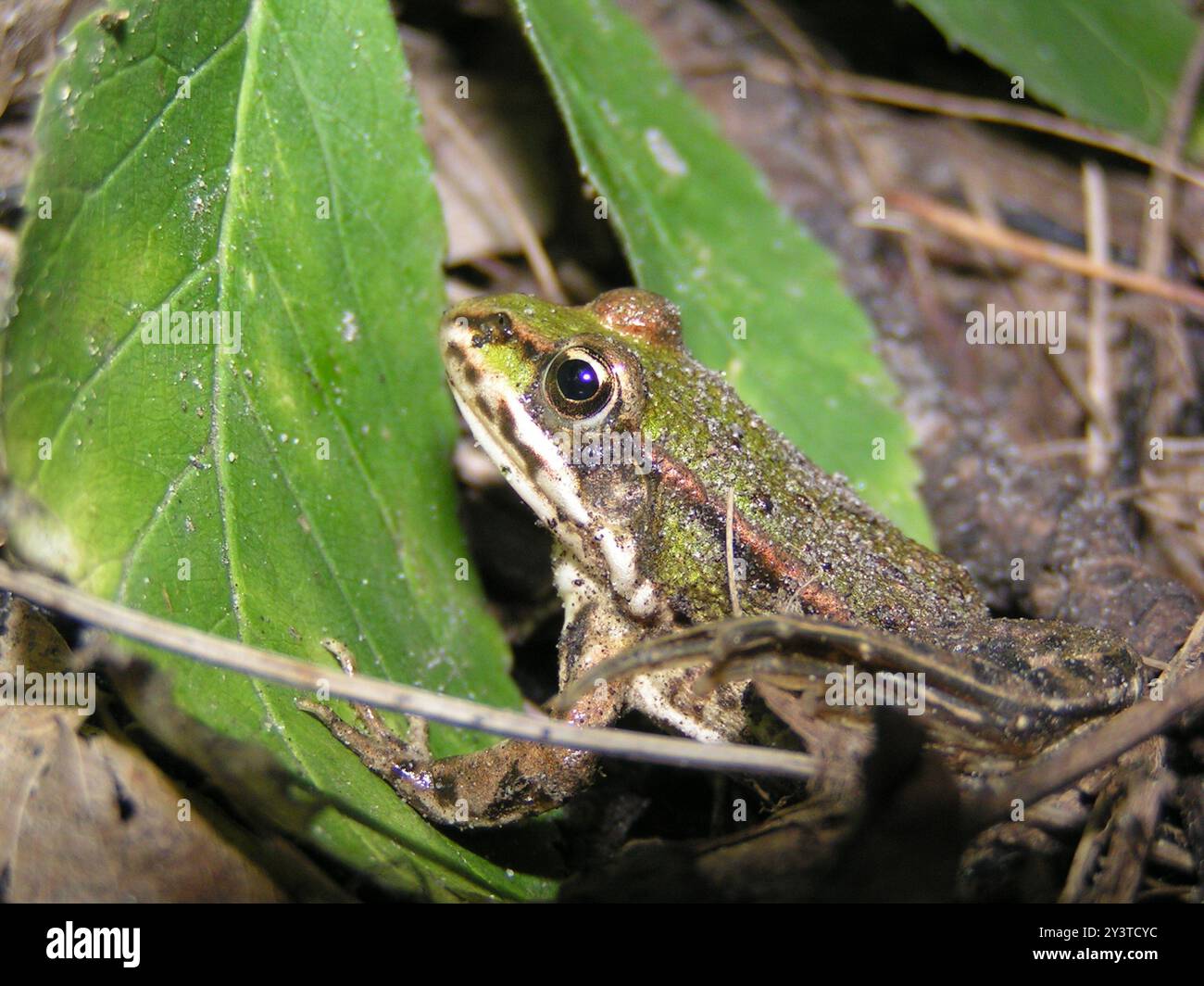 Water Frogs (Pelophylax) Amphibia Stock Photo - Alamy