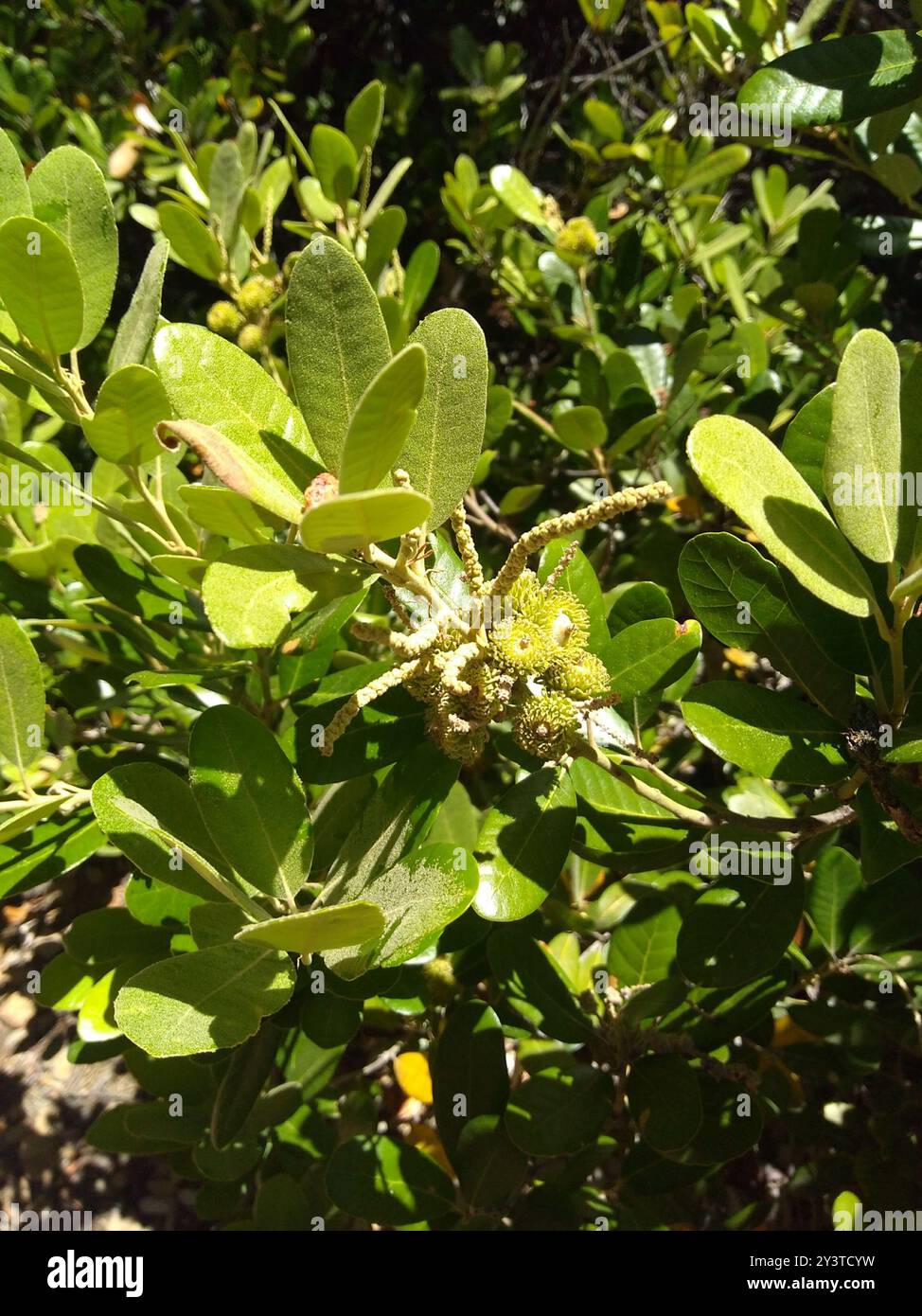 Tanoak (Notholithocarpus densiflorus) Plantae Stock Photo - Alamy