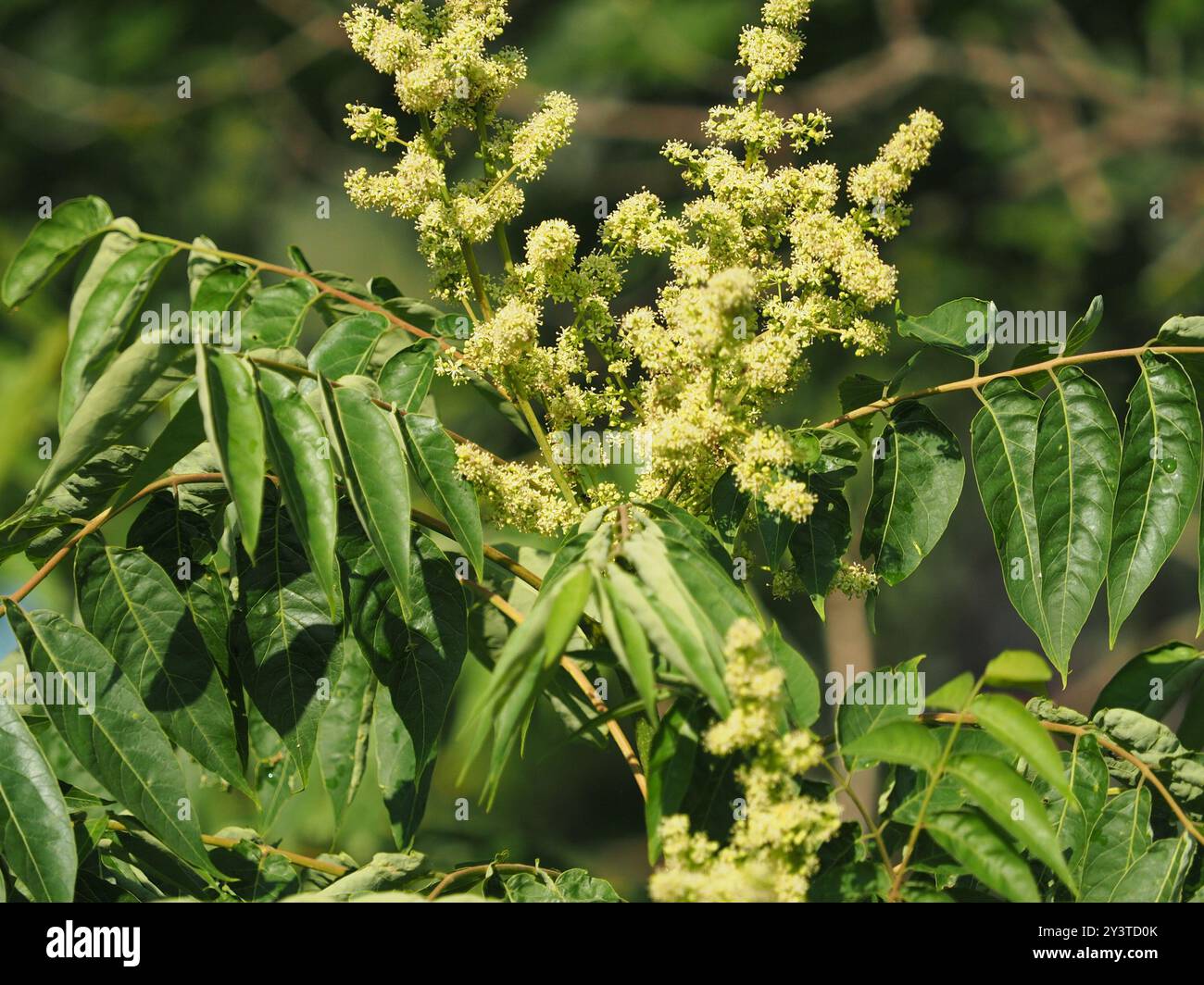 tree-of-heaven (Ailanthus altissima) Plantae Stock Photo - Alamy