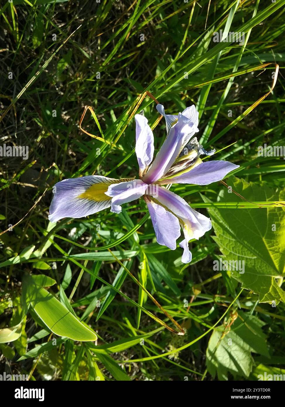 southern blue flag (Iris virginica) Plantae Stock Photo - Alamy