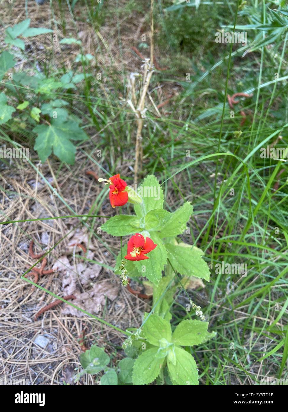 scarlet monkeyflower (Erythranthe cardinalis) Plantae Stock Photo - Alamy