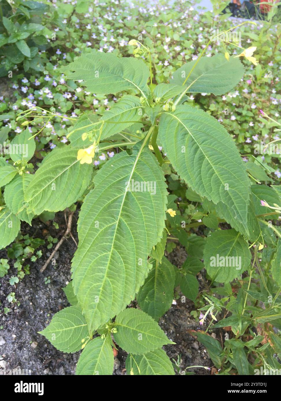 small balsam (Impatiens parviflora) Plantae Stock Photo - Alamy