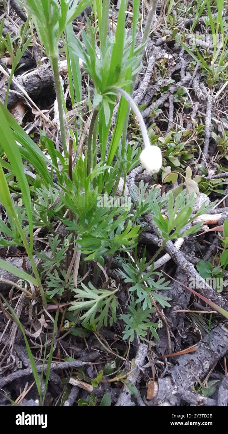 Cutleaf Anemone (Anemone multifida) Plantae Stock Photo - Alamy