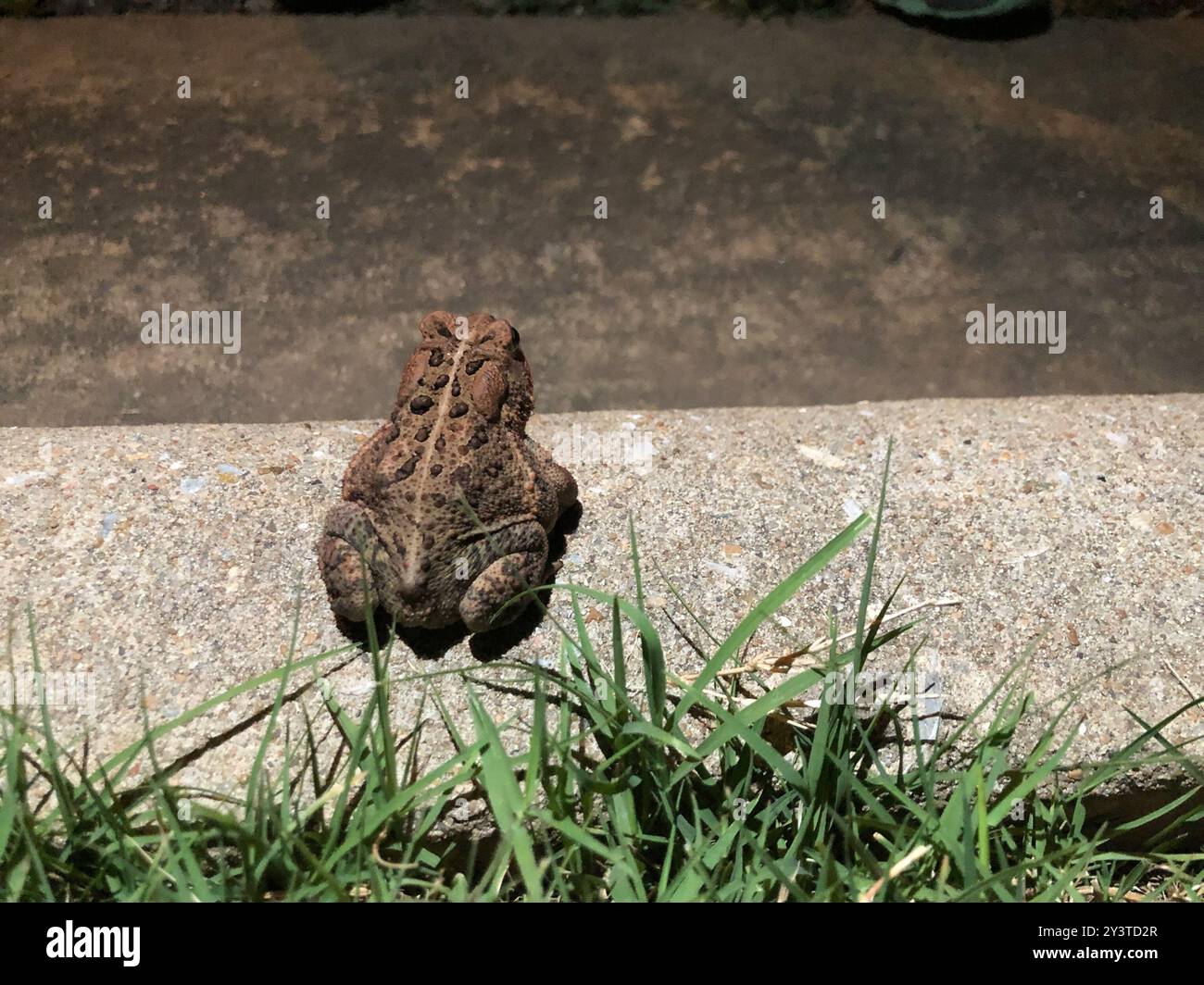 American Toad (Anaxyrus americanus) Amphibia Stock Photo - Alamy