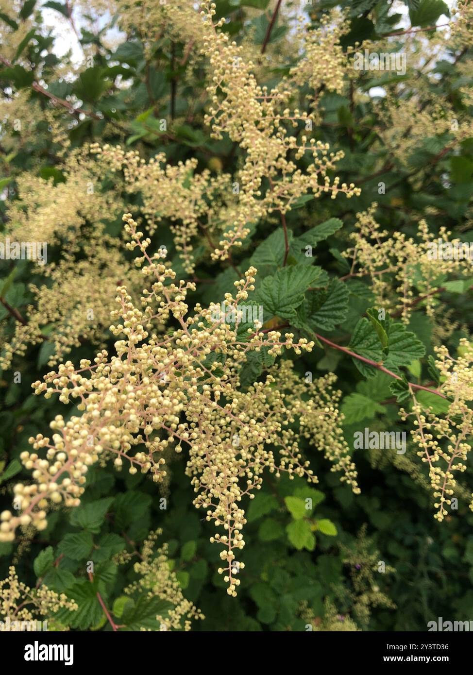 Ocean spray (Holodiscus discolor) Plantae Stock Photo - Alamy
