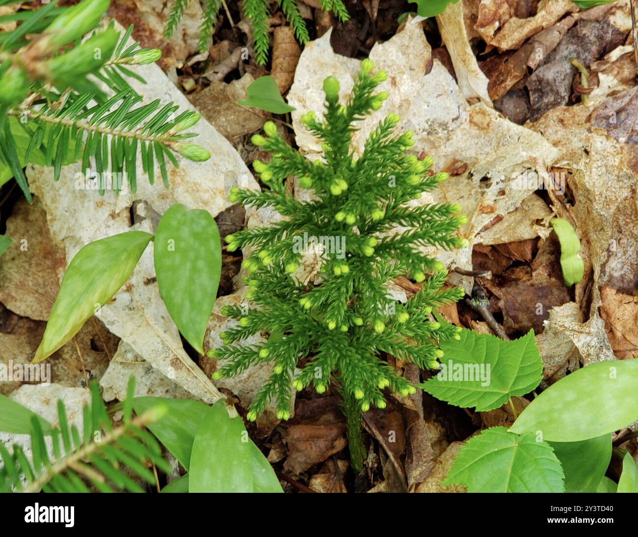 prickly tree-clubmoss (Dendrolycopodium dendroideum) Plantae Stock ...