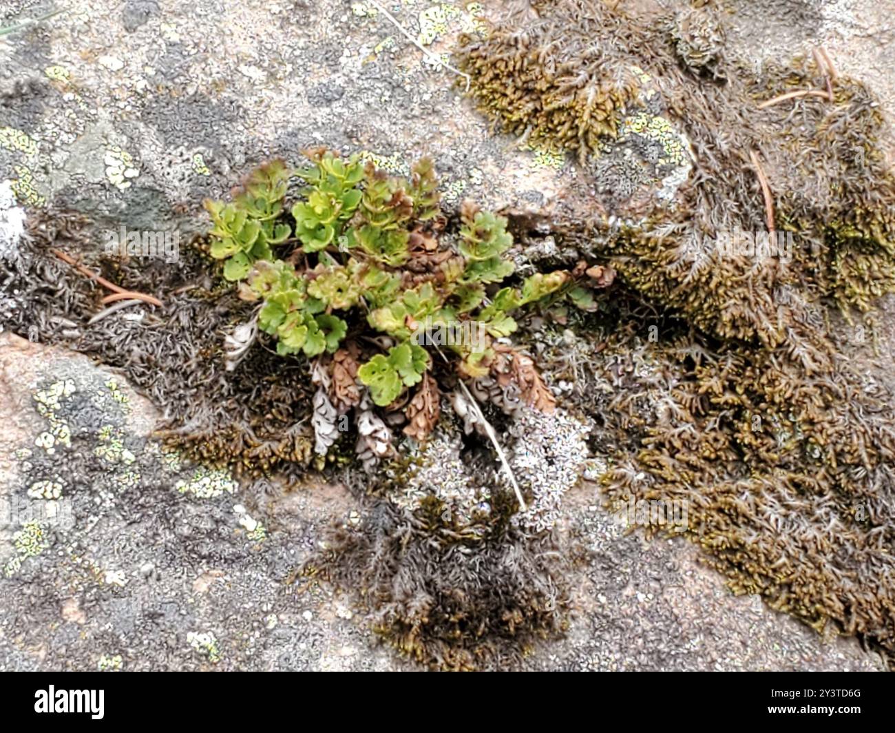 American parsley fern (Cryptogramma acrostichoides) Plantae Stock Photo ...