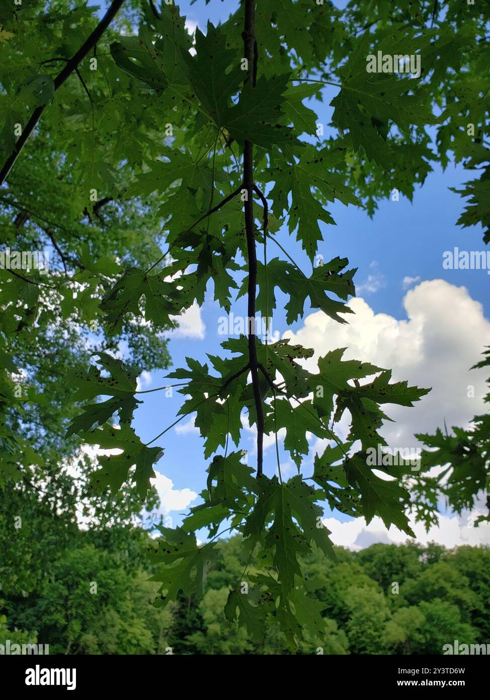 silver maple (Acer saccharinum) Plantae Stock Photo - Alamy