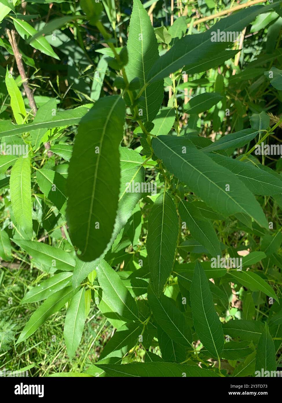hybrid crack willow (Salix × fragilis) Plantae Stock Photo - Alamy