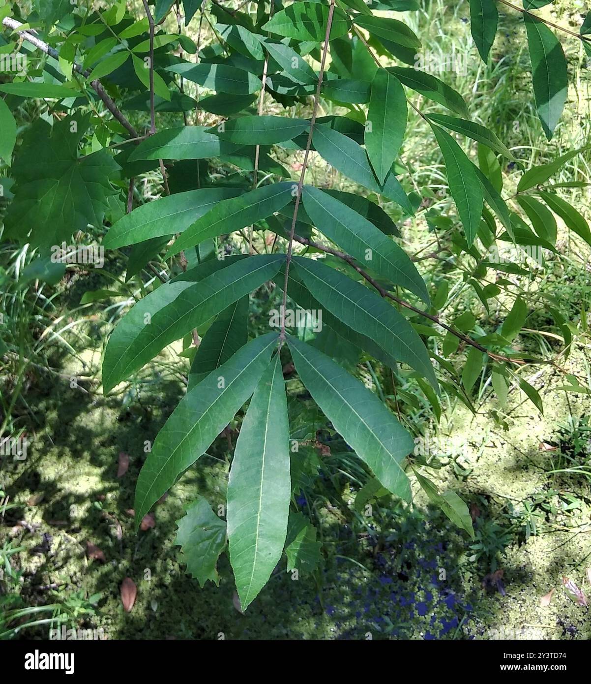 water hickory (Carya aquatica) Plantae Stock Photo - Alamy