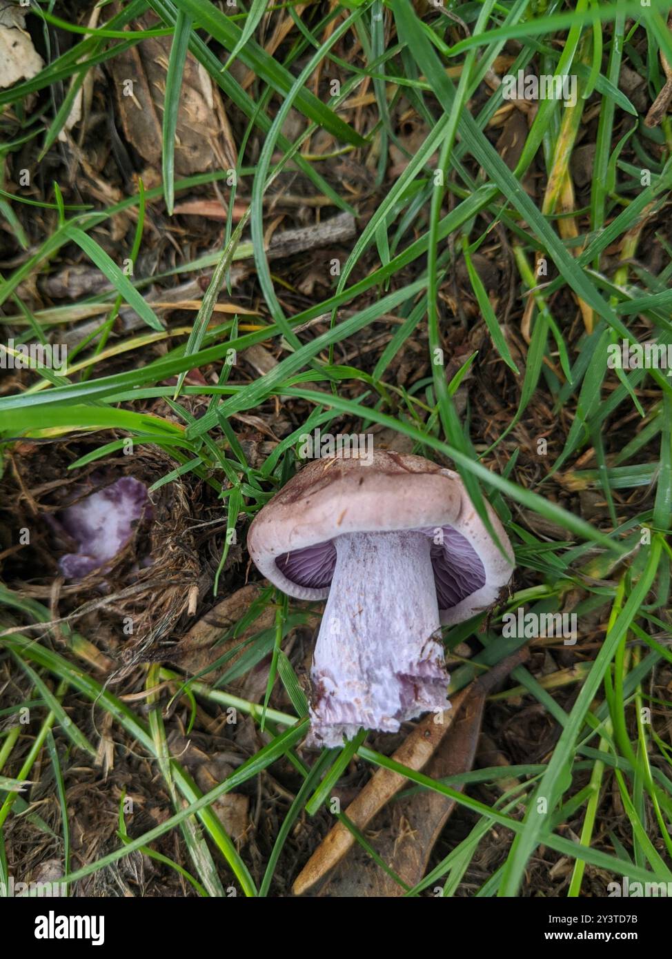 Blewit (Collybia nuda) Fungi Stock Photo - Alamy