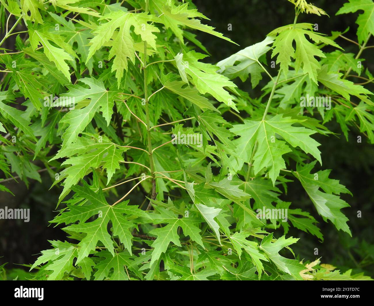 silver maple (Acer saccharinum) Plantae Stock Photo - Alamy