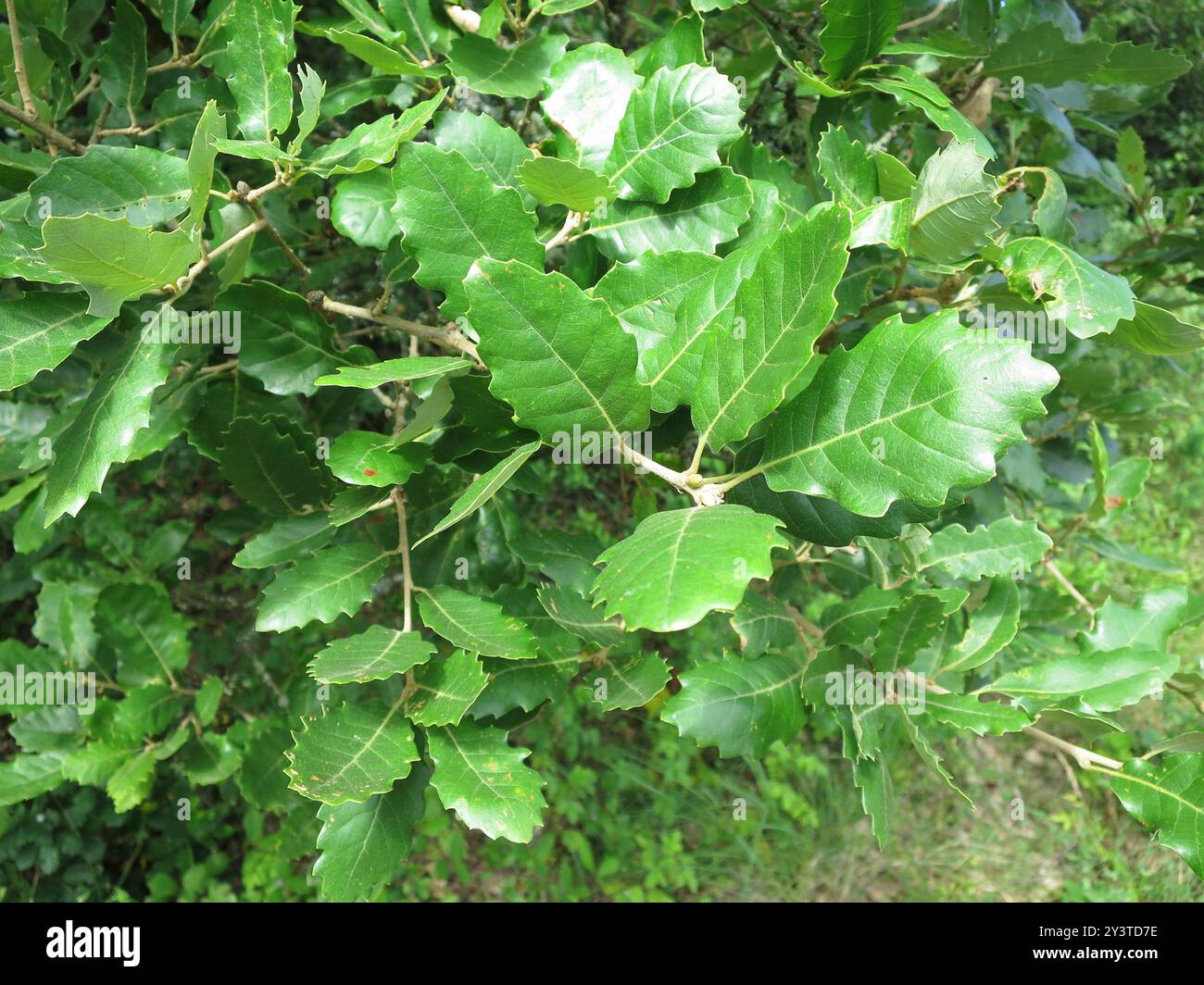 Portuguese oak (Quercus faginea) Plantae Stock Photo - Alamy