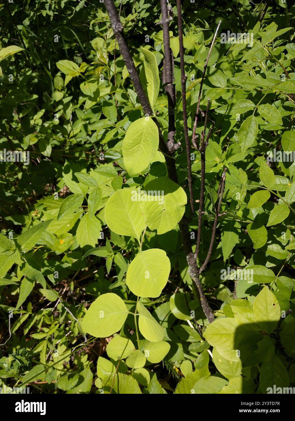 Grape Honeysuckle (Lonicera reticulata) Plantae Stock Photo - Alamy
