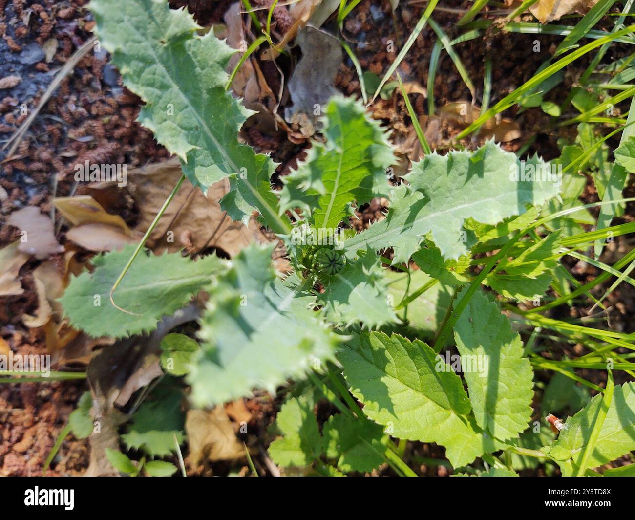 sow thistles (Sonchus) Plantae Stock Photo - Alamy