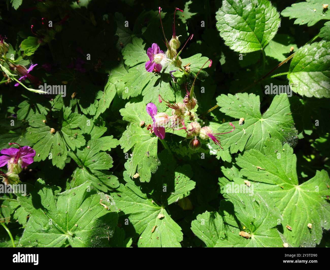 Rock Crane's-bill (Geranium macrorrhizum) Plantae Stock Photo - Alamy