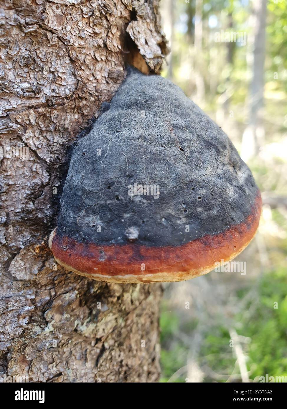 Red-banded Polypore (Fomitopsis pinicola) Fungi Stock Photo - Alamy