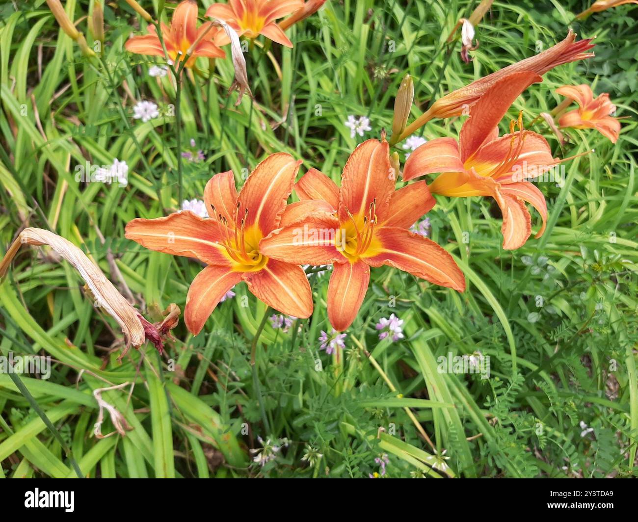 orange day-lily (Hemerocallis fulva) Plantae Stock Photo - Alamy