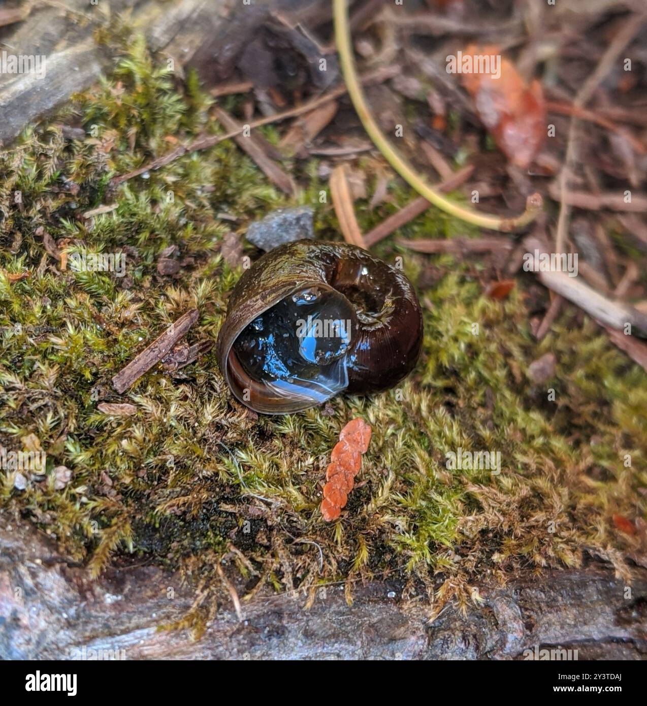 Marsh Ramshorn (Planorbella trivolvis) Mollusca Stock Photo - Alamy