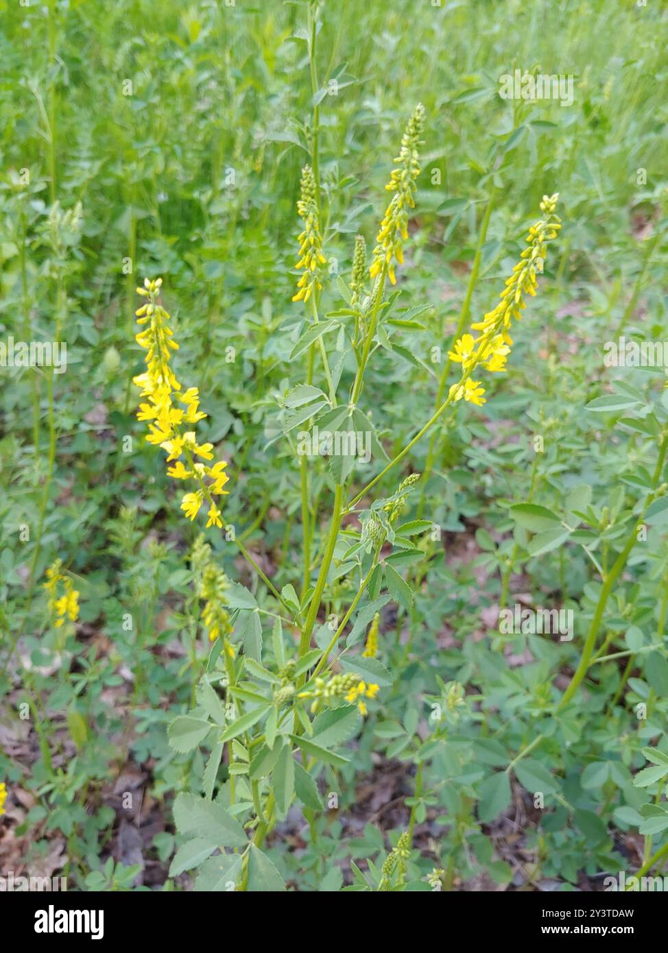 Yellow Sweetclover (Melilotus officinalis) Plantae Stock Photo - Alamy
