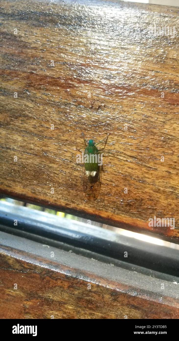 palm planthopper (Magia subocellata) Insecta Stock Photo - Alamy