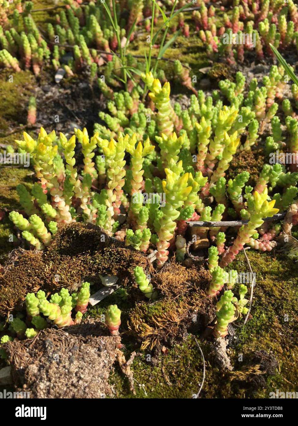 Biting Stonecrop (Sedum acre) Plantae Stock Photo - Alamy