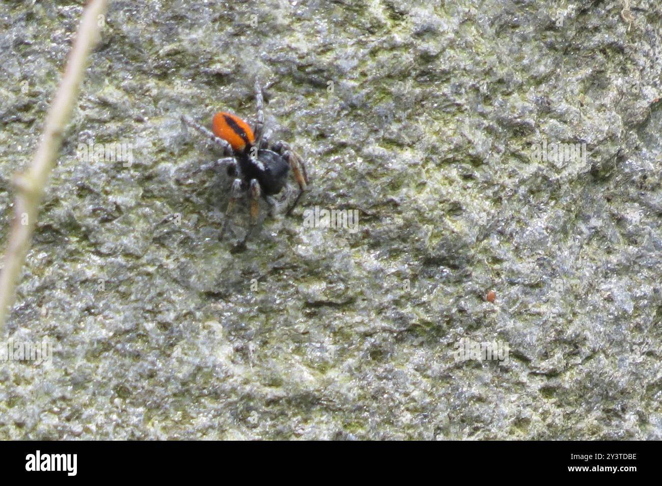 Red-bellied Jumping Spider (Philaeus chrysops) Arachnida Stock Photo ...