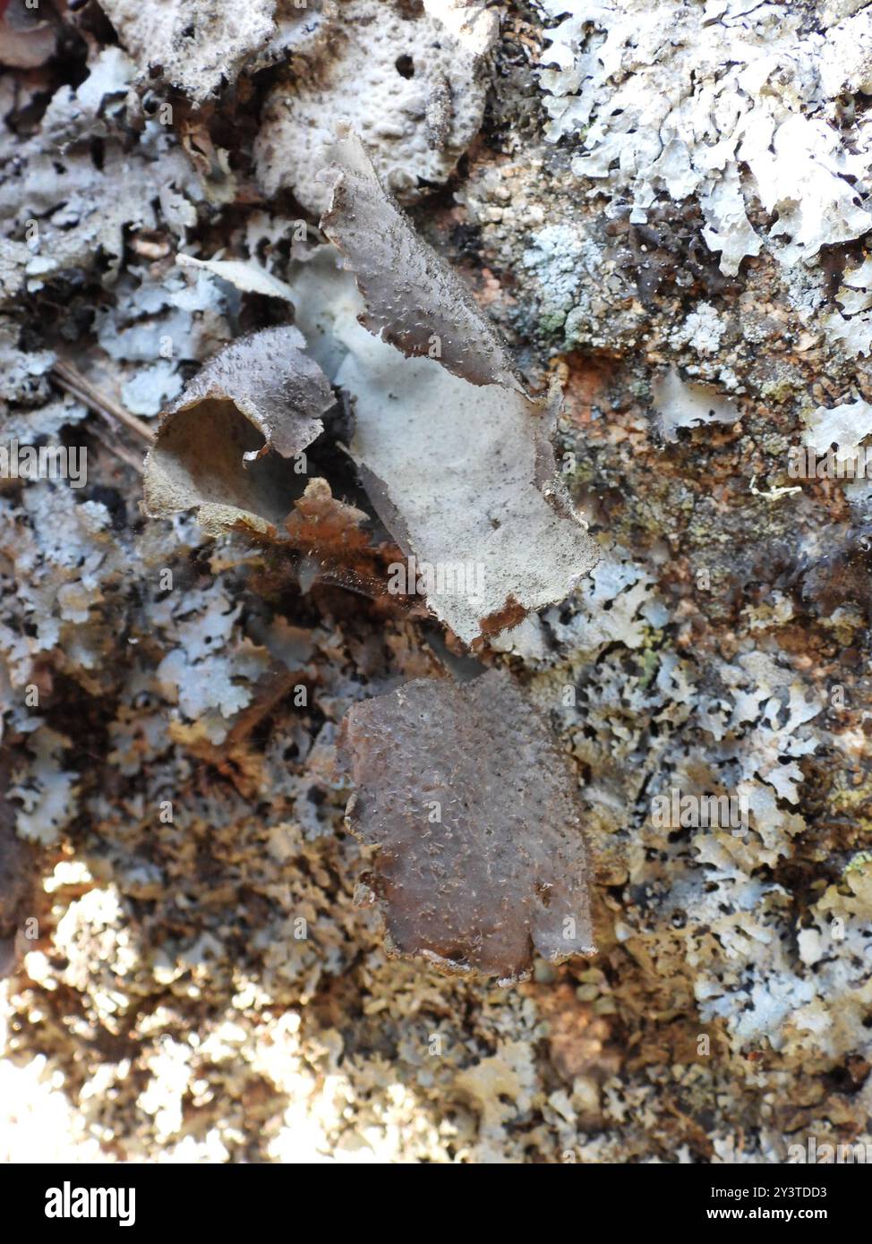 Arctic Frosted Rock Tripe (Umbilicaria vellea) Fungi Stock Photo - Alamy