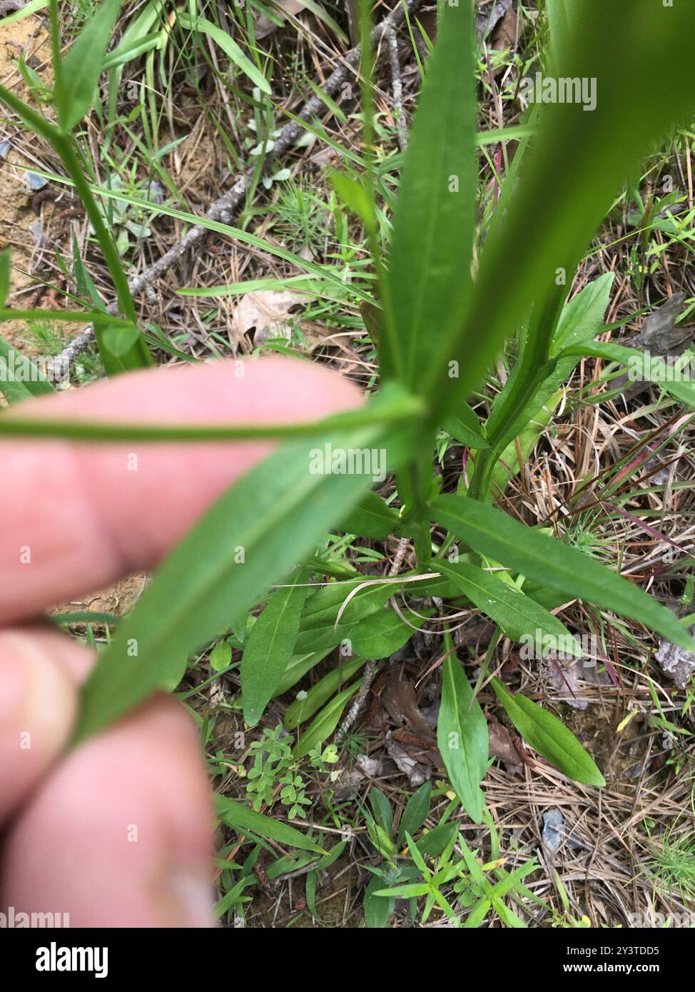 Southern Sneezeweed (Helenium flexuosum) Plantae Stock Photo - Alamy