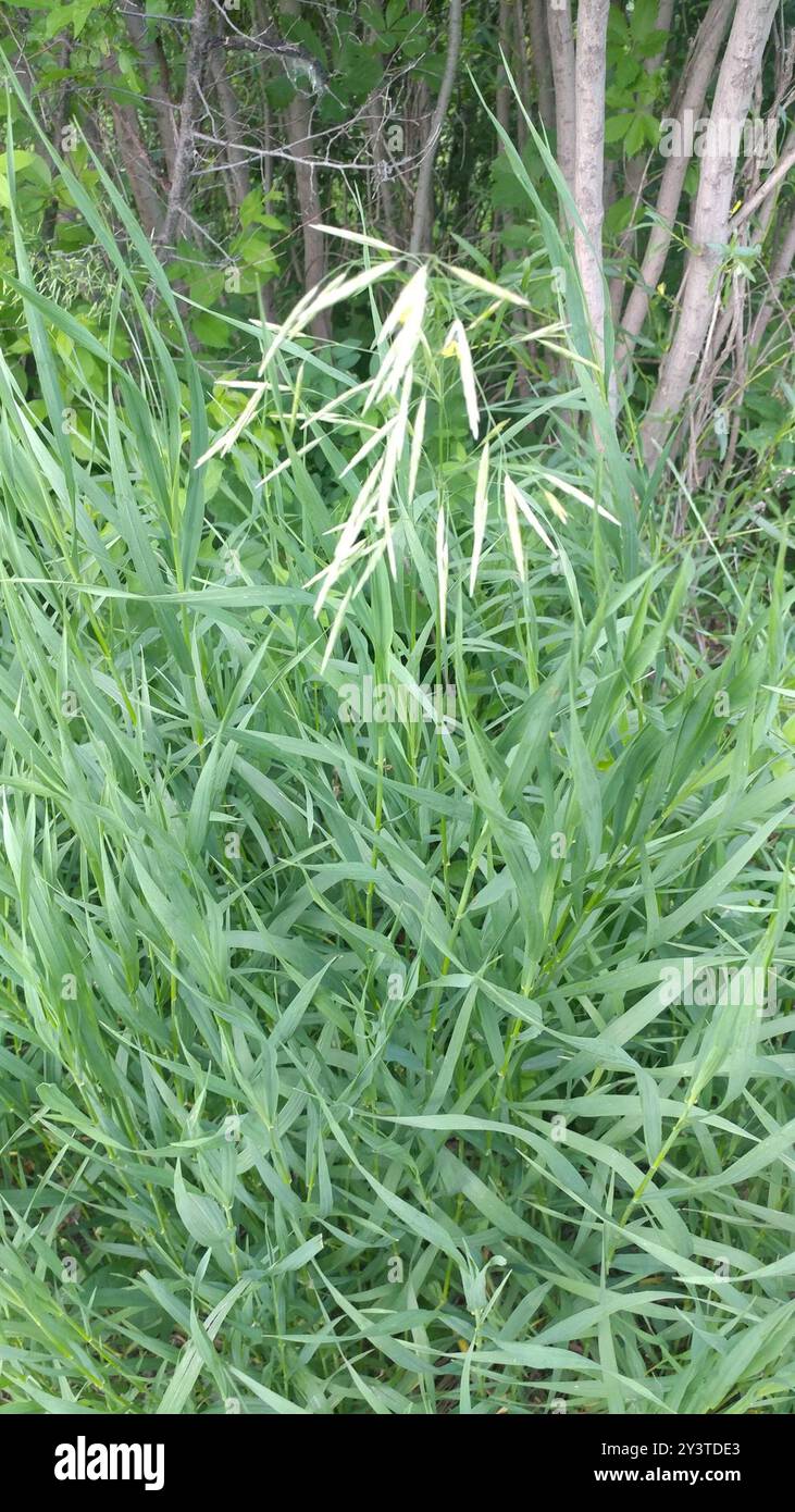 Smooth Brome (Bromus inermis) Plantae Stock Photo - Alamy