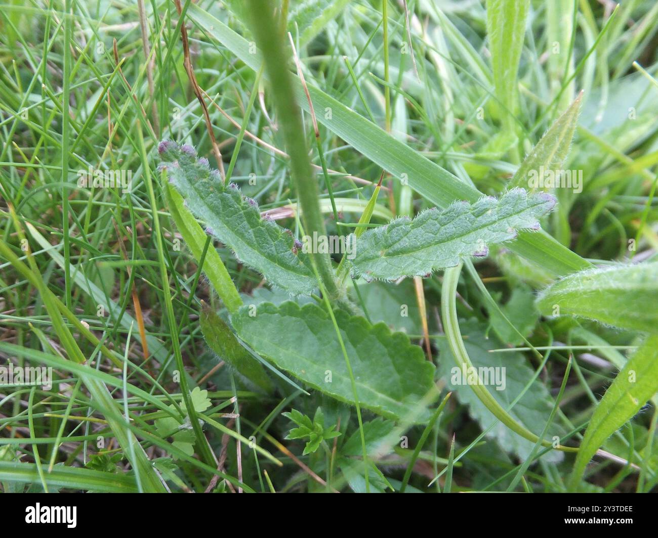 common hedge-nettle (Betonica officinalis) Plantae Stock Photo - Alamy