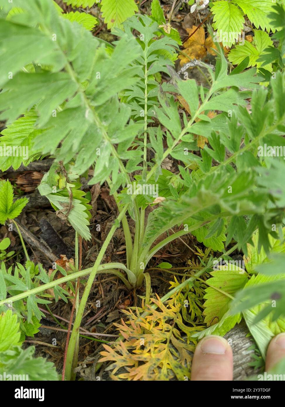 prairie smoke (Geum triflorum) Plantae Stock Photo - Alamy
