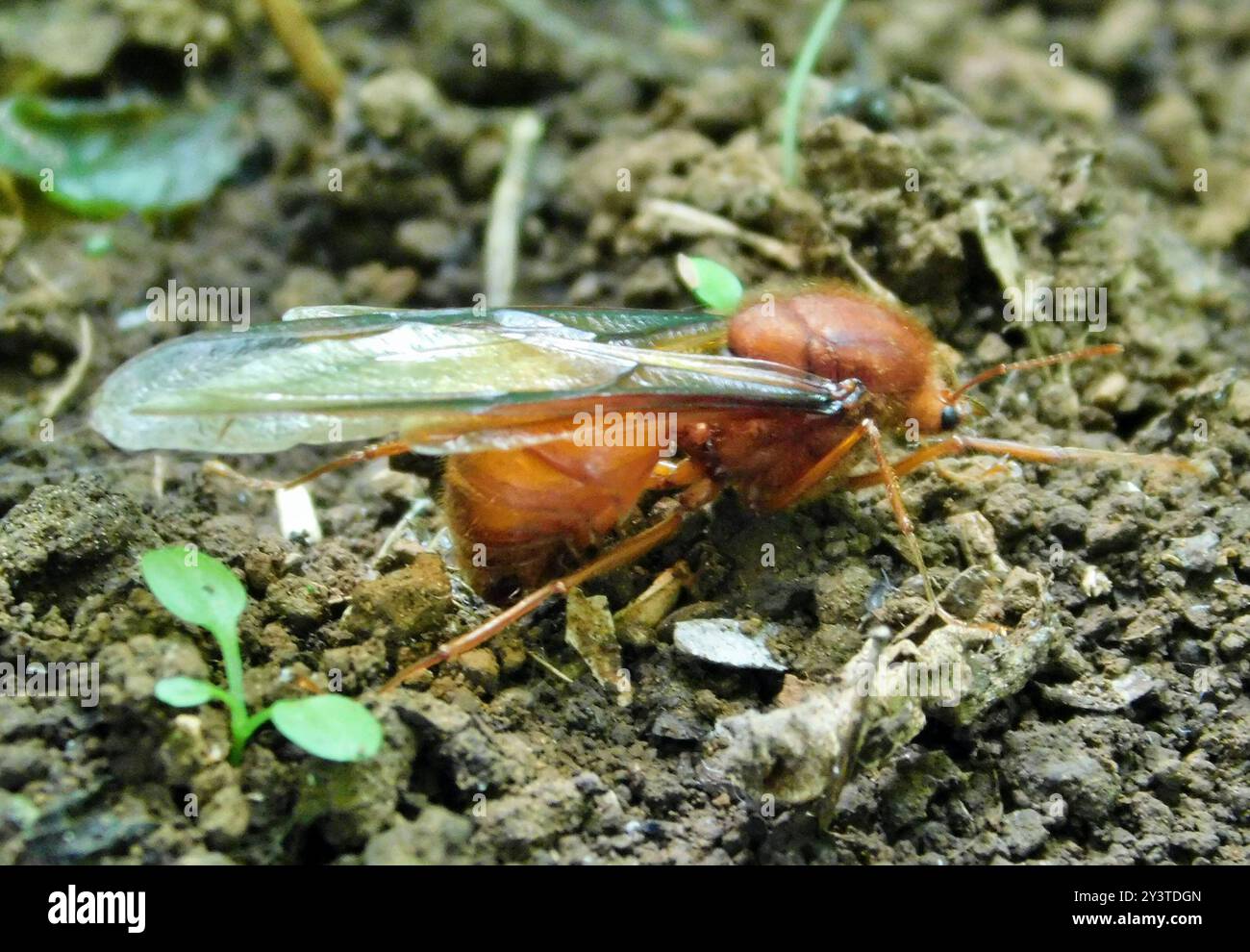 Atta Leaf-cutter Ants (Atta) Insecta Stock Photo - Alamy