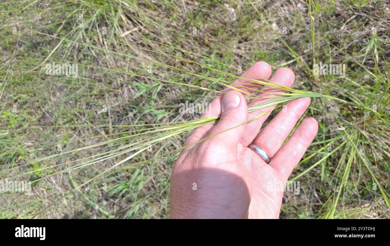 Needle-and-thread Grass (Hesperostipa comata) Plantae Stock Photo - Alamy