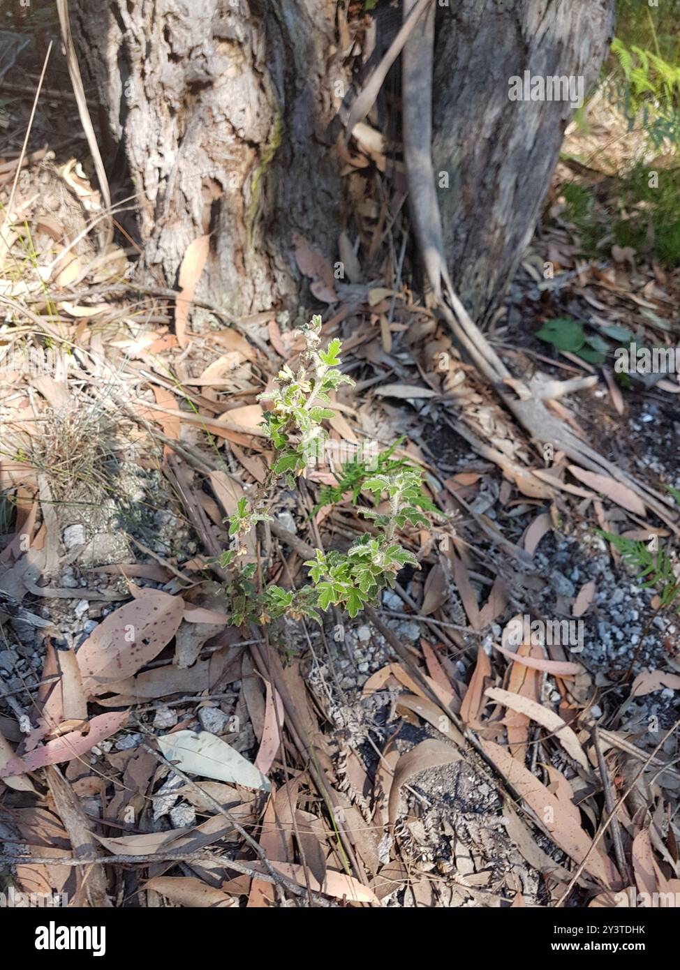 Woolly Xanthosia (Xanthosia pilosa) Plantae Stock Photo - Alamy