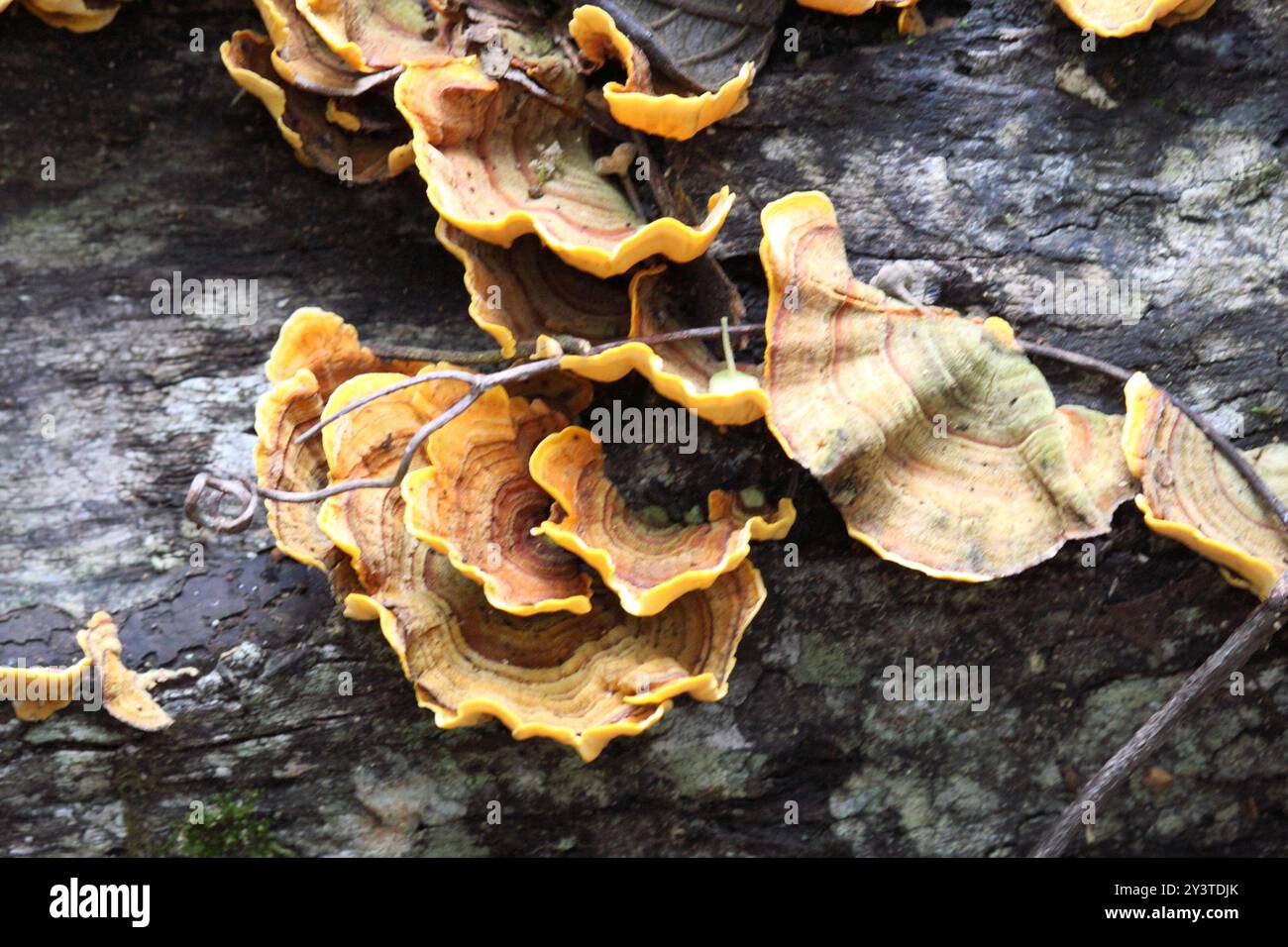 (Stereum versicolor) Fungi Stock Photo - Alamy
