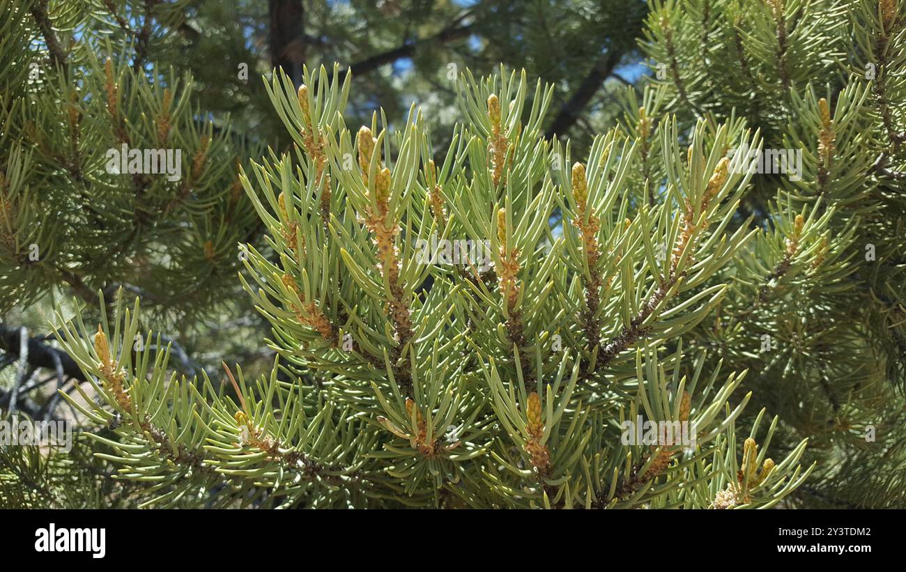 singleleaf pinyon (Pinus monophylla) Plantae Stock Photo - Alamy